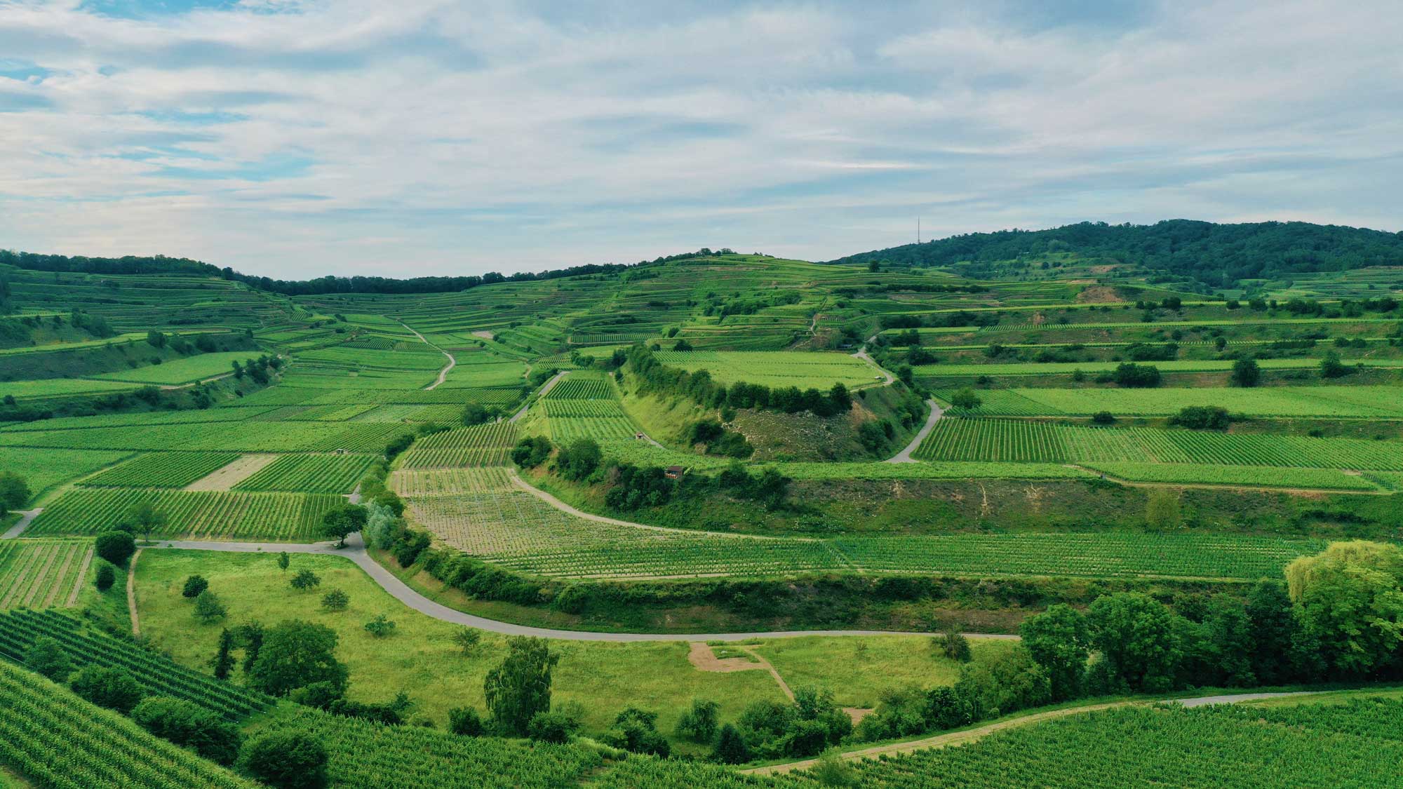 Weingut Maienbrunnen aus Ihringen am sonnigen Kaiserstuhl